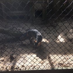 Popcorn Park Zoo - 73 Photos & 55 Reviews - Zoos - Humane Way, Forked ...