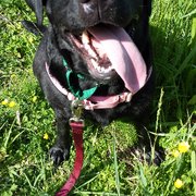 Whatcom Humane Society - 117 Photos & 18 Reviews - Animal Shelters ...