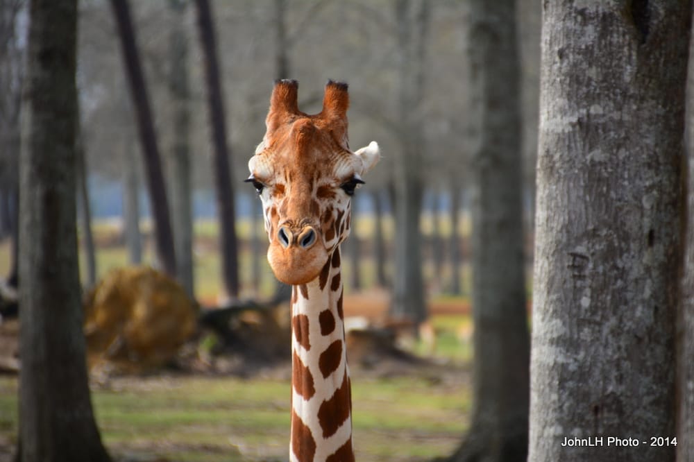 Global Wildlife Center - 361 Photos & 73 Reviews - Zoos - 26389 Hwy 40 ...