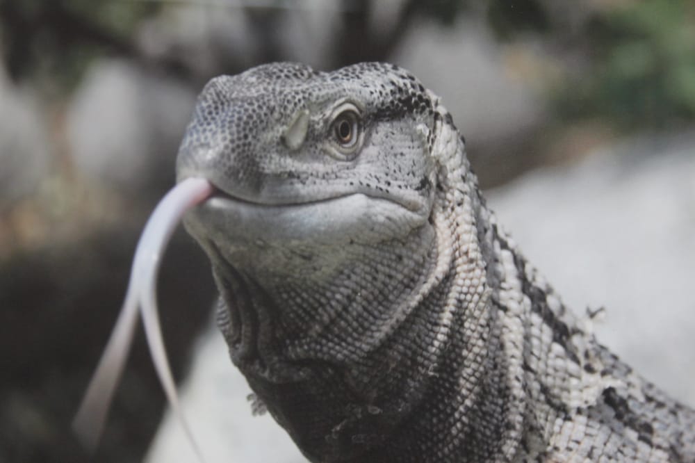 Wildlife Learning Center - 659 Photos & 373 Reviews - Zoos - 16027 ...