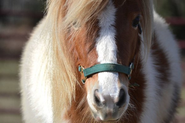 Snow Camp, NC Map & Directions - MapQuest