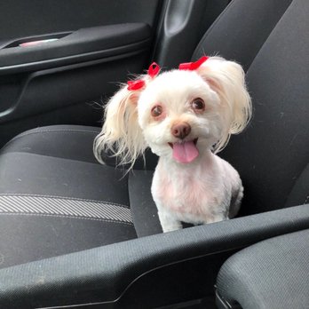 Blue Ribbon Pet Grooming - 22 Photos & 85 Reviews - Pet Groomers ...