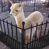 Applegate Park Zoo - 101 Photos & 30 Reviews - Zoos - 1045 W 25th St ...