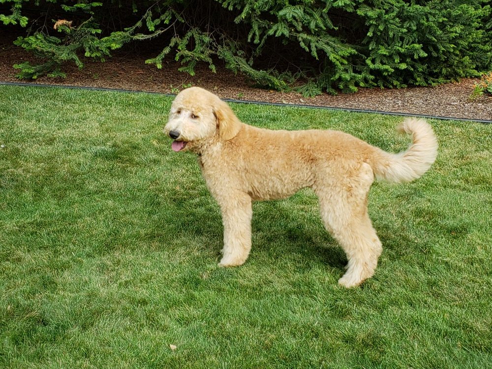 The Pampered Pet Grooming - 2019 All You Need to Know BEFORE You Go ...