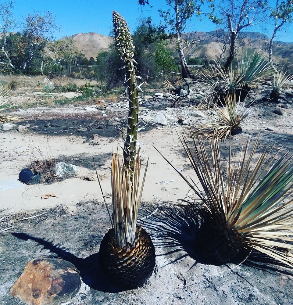 Big Tujunga Canyon - 22 Photos - Hiking - 11950 Big Tujunga Canyon Rd ...