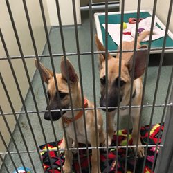 Humane Society For Southwest Washington - 21 Reviews - Animal Shelters ...