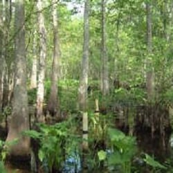 Alabama Swamp Land - Marketing - 611 E Glenn Ave, Auburn, AL - Yelp