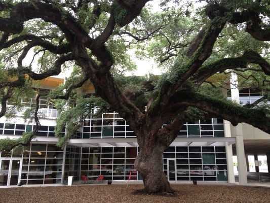 The Old Hanging Oak - Landmarks & Historical Buildings - 666-698 Bagby ...