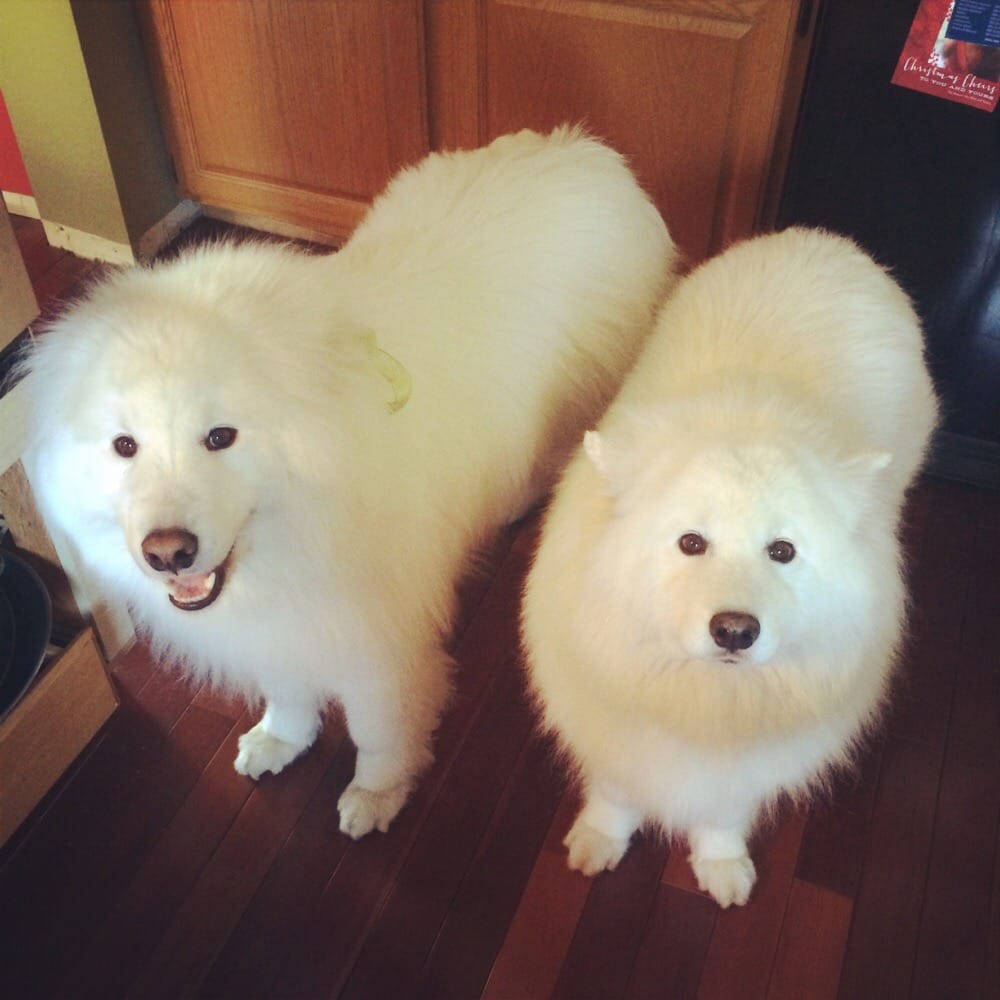 Preppy Pet Warminster - 23 Reviews - Pet Boarding/Pet Sitting - 605 ...