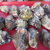 Goose Point Oysters - 2019 All You Need to Know BEFORE You Go (with ...