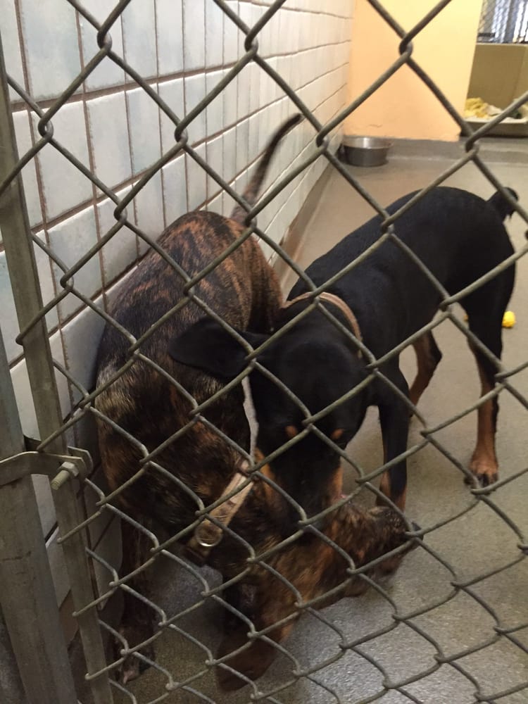 Tri-County Humane Society of Boca Raton - 10 Photos & 23 Reviews ...