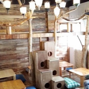Miao Cat Cafe - 41 Photos - Cafes - 7 Congressional Avenue, Quezon City ...