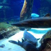Long Island Aquarium - 556 Photos & 215 Reviews - Aquariums - 431 E ...
