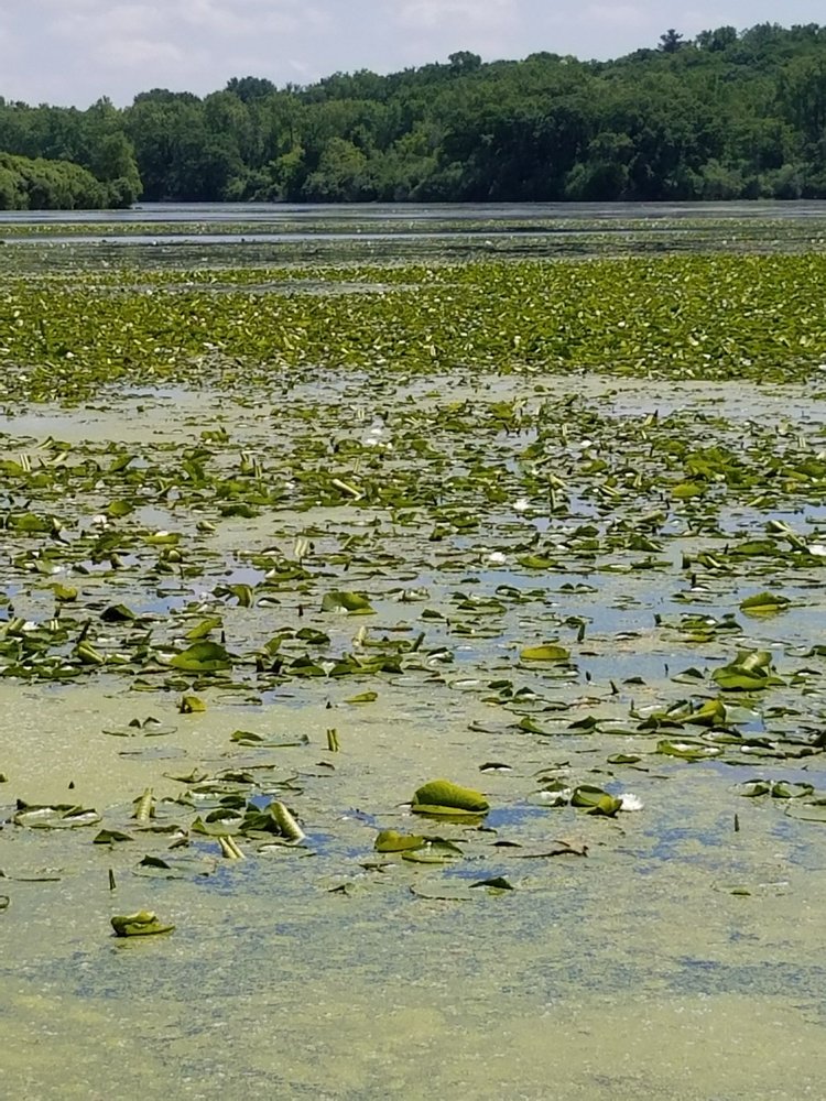 Normandale Lake Park - 90 Photos - Parks - 84TH Street And Chalet Rd ...