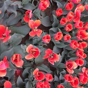 Texas-Tulips - 134 Photos & 36 Reviews - Botanical Gardens - 10656 FM ...