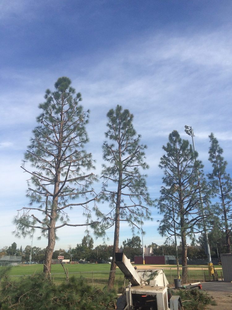 Arborite Tree & Landscape - Lakewood, CA - 2019 All You Need to Know ...