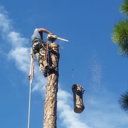 Out On a Limb Tree Service - Tree Services - Stuart, FL - Phone Number ...