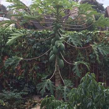 Papaya Tree Nursery - 15 Photos & 52 Reviews - Nurseries & Gardening ...
