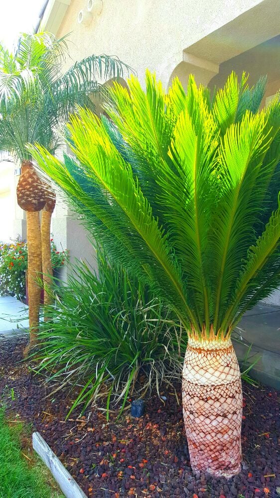 Paradise Palm Trees - 131 Photos - Tree Services - Bradbury, CA - Phone ...