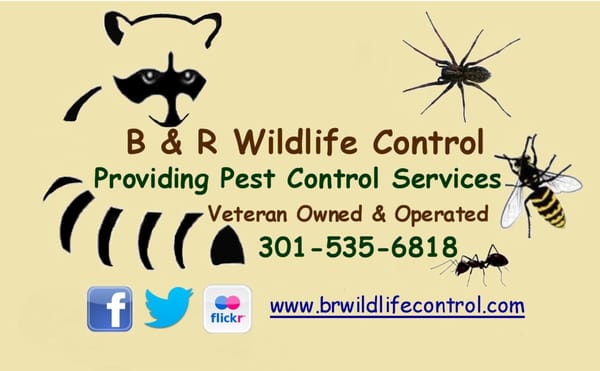 Wildlife And Pest Control Near Me | Pest Control
