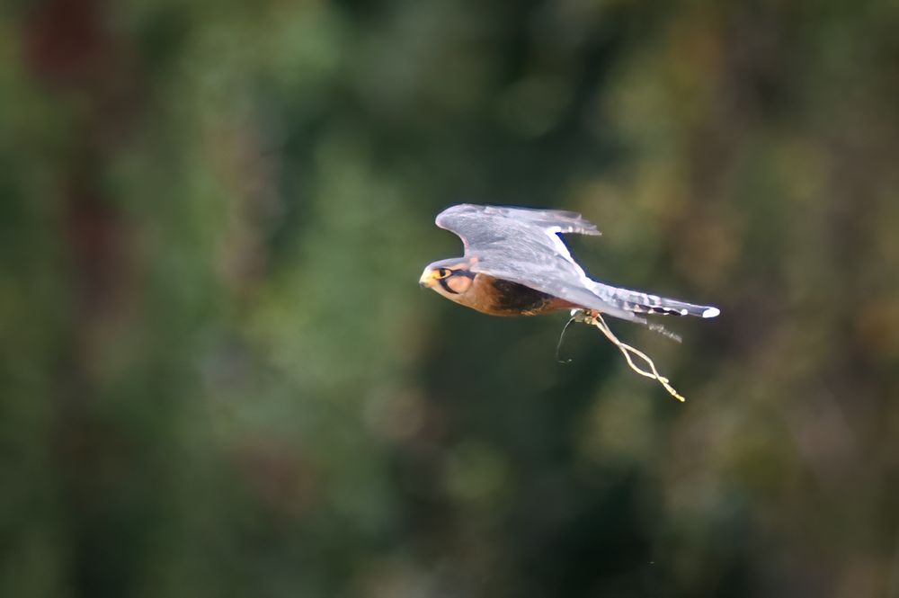 Wing Blade Falconry, Nashville | Roadtrippers