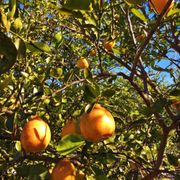 Dooley Groves - 17 Photos - Fruits & Veggies - 1651 Stephens Rd, Sun ...