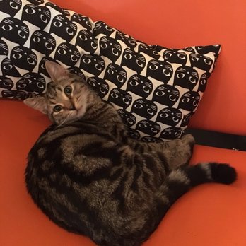 Mac Tabby Cat Cafe - 113 Photos & 58 Reviews - Themed Cafes - 3204 N ...