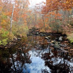 Ward Pound Ridge Reservation - 43 Photos & 15 Reviews - Hiking - Pound ...