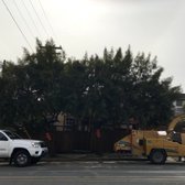 All Access Tree Care - 56 Photos & 92 Reviews - Tree Services - 289 ...