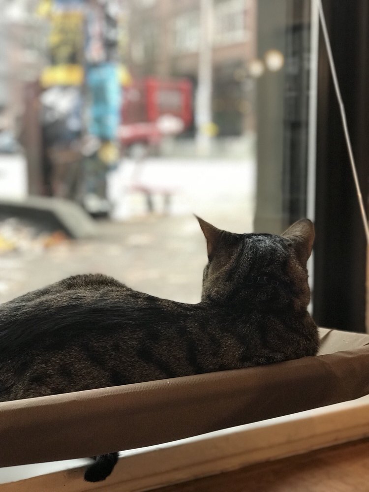 NEKO: A Cat Cafe - 174 Photos & 64 Reviews - Themed Cafes - 519 E Pine ...