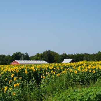 Grinter’s Sunflower Farm - 50 Photos & 17 Reviews - Farms - 24154 ...