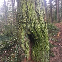 Kelly Butte Natural Area - 15 Photos - Parks - 2960 SE 103rd Ave ...