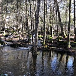 Diana’s Pool - 72 Photos - Hiking - Diana's Pool Rd, Chaplin, CT - Yelp