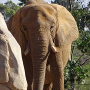 Elephant odyssey - 23 Photos - Zoos - Park Way, Balboa Park, San Diego ...