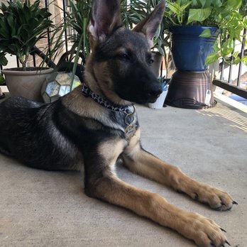 All Dogs Unleashed - 39 Photos & 87 Reviews - Pet Training - 2401 Luna ...
