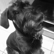 Skansen Kennel - 19 Photos & 25 Reviews - Pet Sitting - 5179 Blank Rd ...