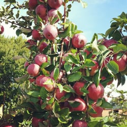 Kelly’s Farm Market - 11 Photos - Fruits & Veggies - 611 Wilder Rd ...