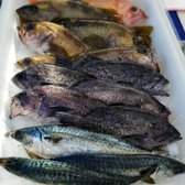 Marina Fish - 2019 All You Need to Know BEFORE You Go (with Photos ...