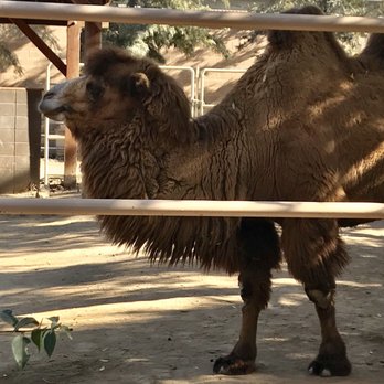 Santa Ana Zoo - 802 Photos & 423 Reviews - Zoos - 1801 E Chestnut Ave ...