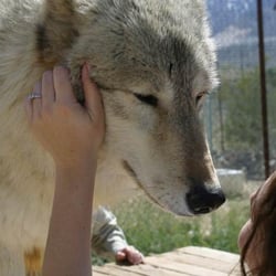 Wolf Mountain Sanctuary - 283 Photos & 103 Reviews - Animal Shelters ...
