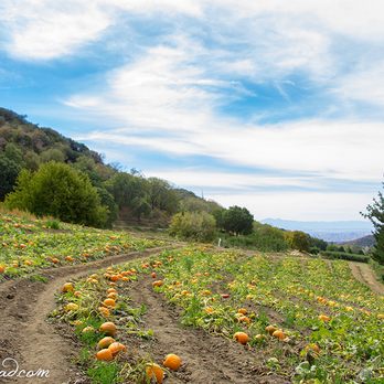 Riley’s Farm - 395 Photos & 188 Reviews - Fruits & Veggies - 12261 S ...