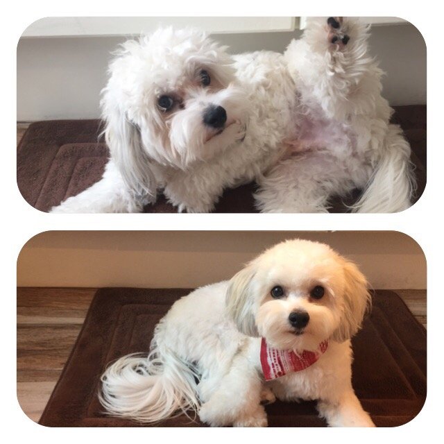 Dippity Do Dog - 13 Photos & 30 Reviews - Pet Groomers - 2040 S Alma ...