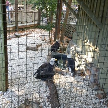 Dollywood - 364 Photos & 296 Reviews - Amusement Parks - 2700 Dollywood ...