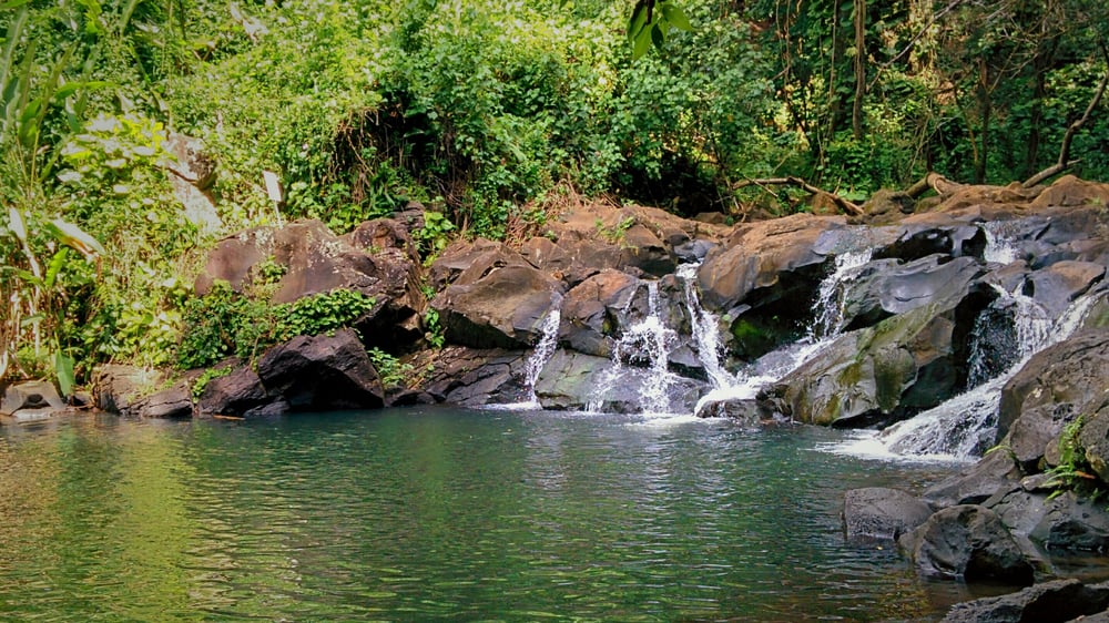 Judd Trail - 233 Photos & 73 Reviews - Hiking - Nuuanu Pali Dr ...
