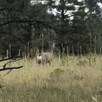 Lockett Meadow - Campgrounds - Flagstaff, AZ - Last Updated December 18 ...