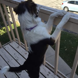 Wisconsin Humane Society - 46 Photos & 47 Reviews - Pet Stores - 4500 W ...