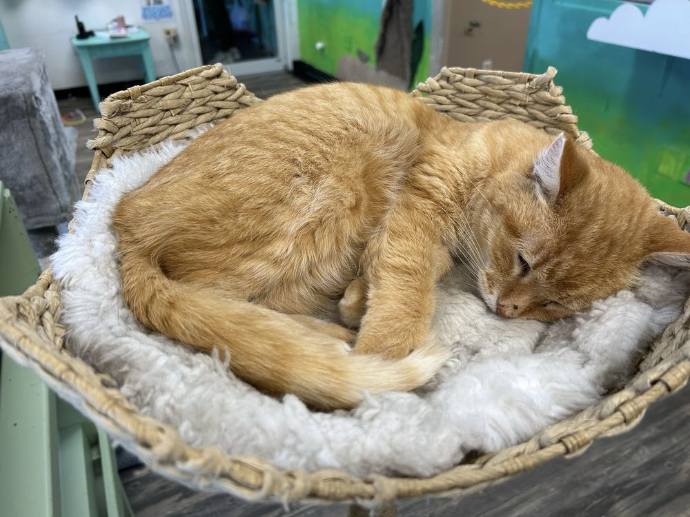 Fun Things To Do in Branson, MO | The Bransinn - Entertainment District