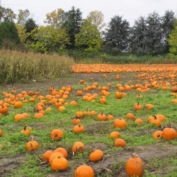 The Pumpkin Patch - 14 Photos & 11 Reviews - Local Flavor - 12900 ...