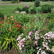 Adelman Peony Gardens - 54 Photos & 15 Reviews - Nurseries & Gardening ...