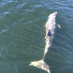 Pier Dolphin Cruises - 21 Photos - Boat Charters - 400 Second Ave NE ...